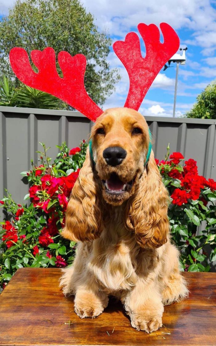 COCKER SPANIEL CLUB OF VICTORIA INC.