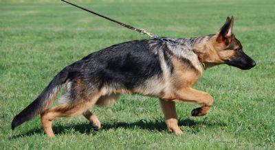 GERMAN SHEPHERD DOG CLUB TASMANIA INC