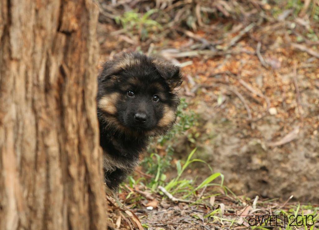 GERMAN SHEPHERD DOG CLUB TASMANIA INC