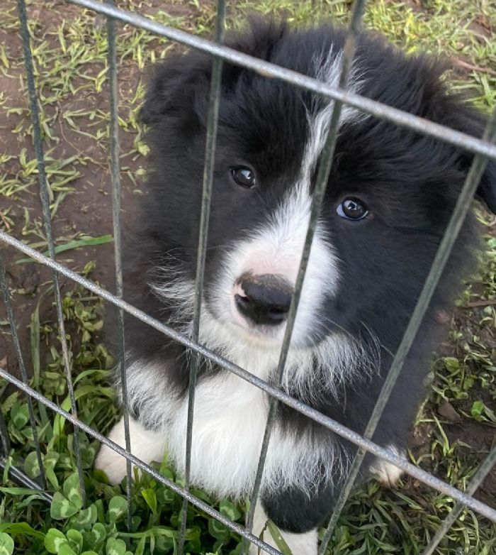 Livenlaugh Border Collies