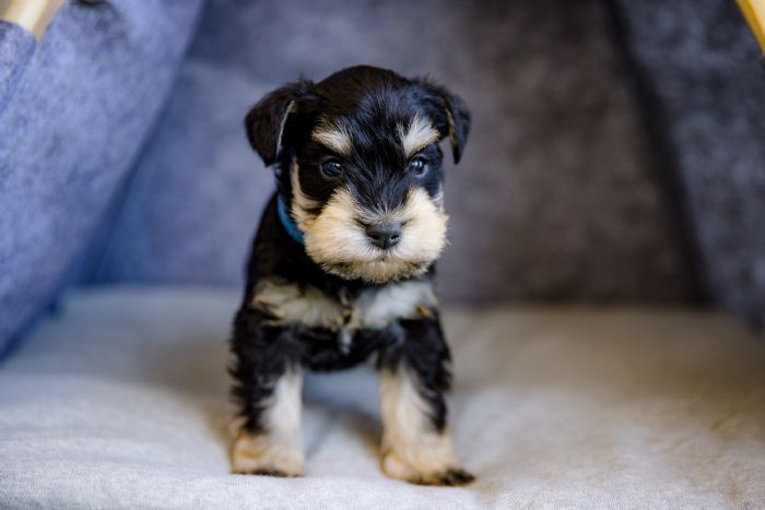 Wowzers Miniature Schnauzers