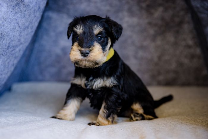 Wowzers Miniature Schnauzers