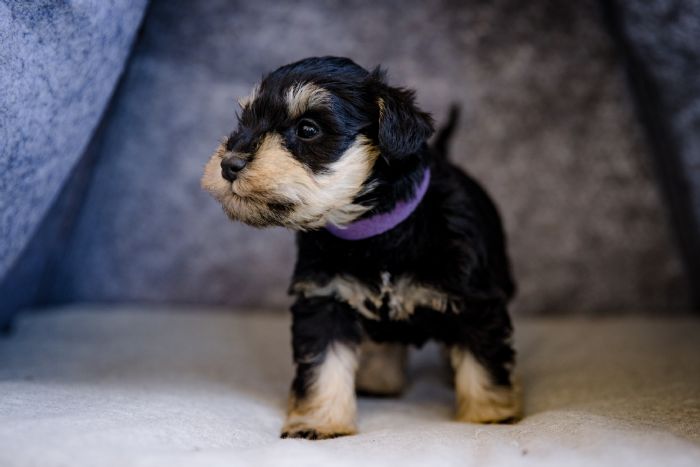 Wowzers Miniature Schnauzers