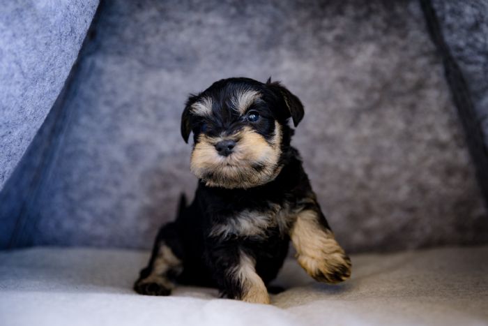 Wowzers Miniature Schnauzers