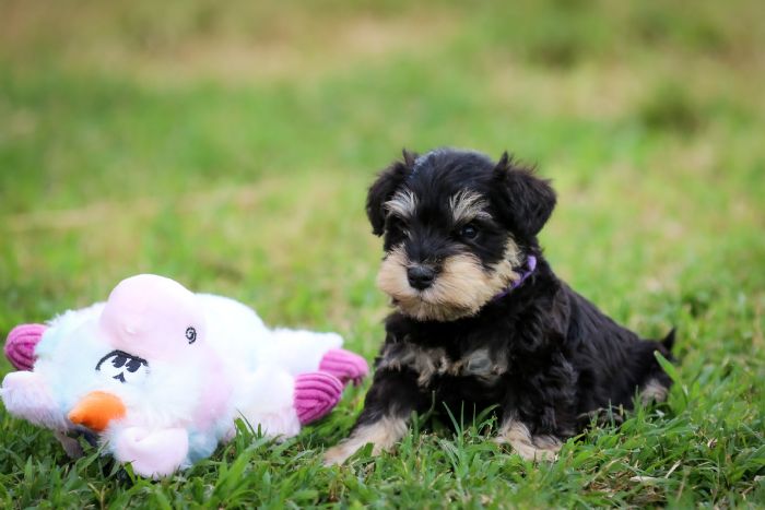 Wowzers Miniature Schnauzers