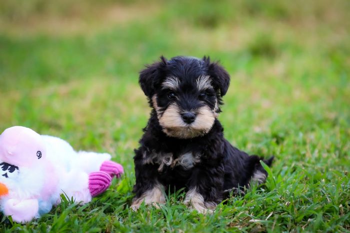 Wowzers Miniature Schnauzers
