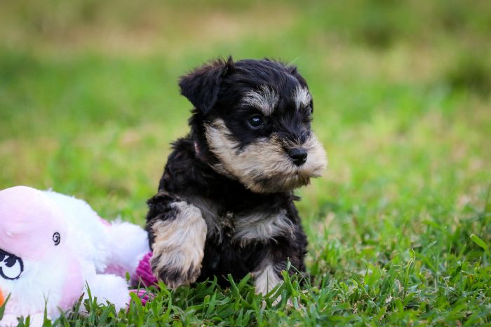 Wowzers Miniature Schnauzers