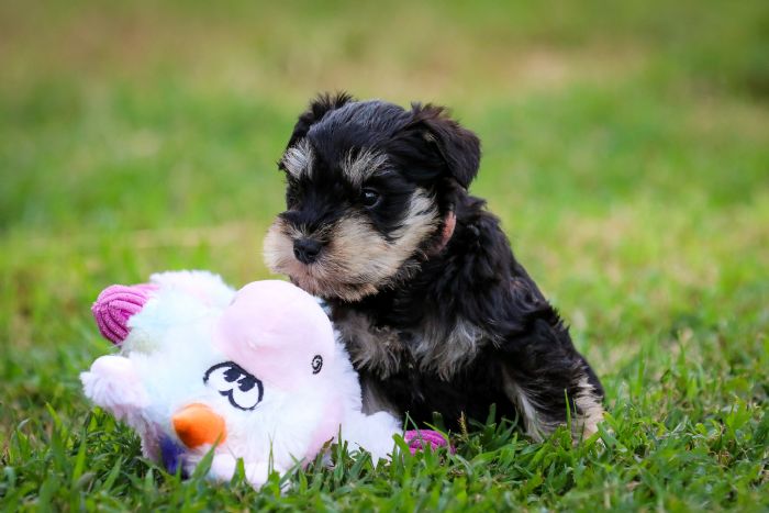 Wowzers Miniature Schnauzers