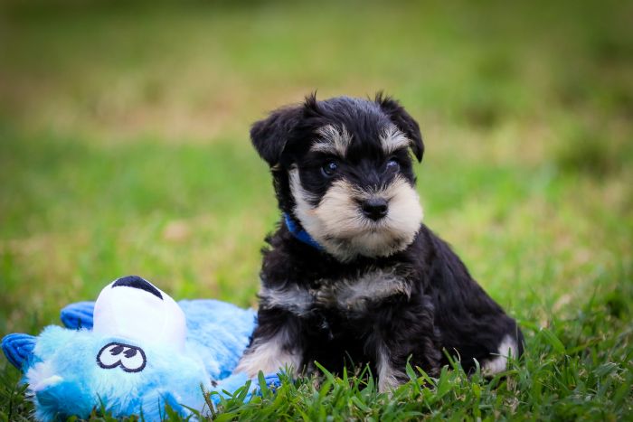 Wowzers Miniature Schnauzers