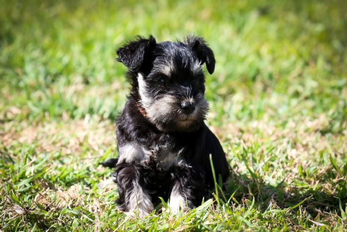 Wowzers Miniature Schnauzers