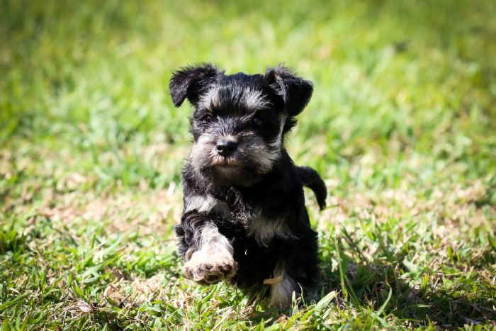 Wowzers Miniature Schnauzers