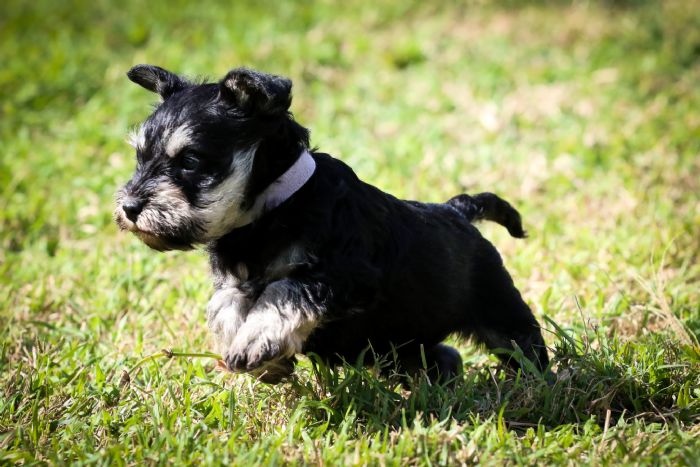Wowzers Miniature Schnauzers