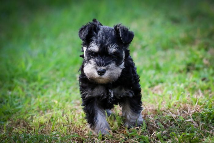 Wowzers Miniature Schnauzers