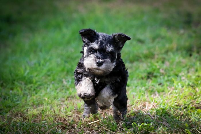 Wowzers Miniature Schnauzers