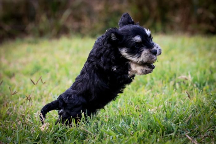 Wowzers Miniature Schnauzers