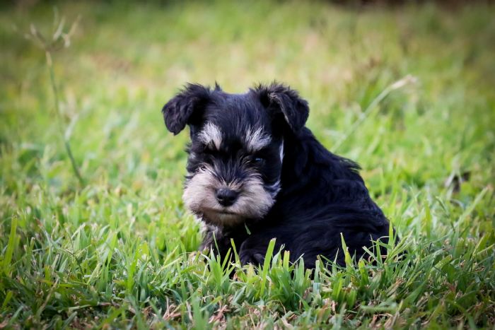 Wowzers Miniature Schnauzers
